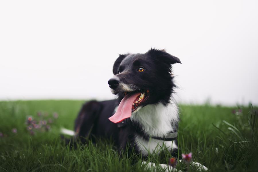 Go Play Ruff And Explore Michigan s Dog Parks Empowering Michigan Go Play Ruff And Explore Michigan s Dog Parks Empowering Michigan