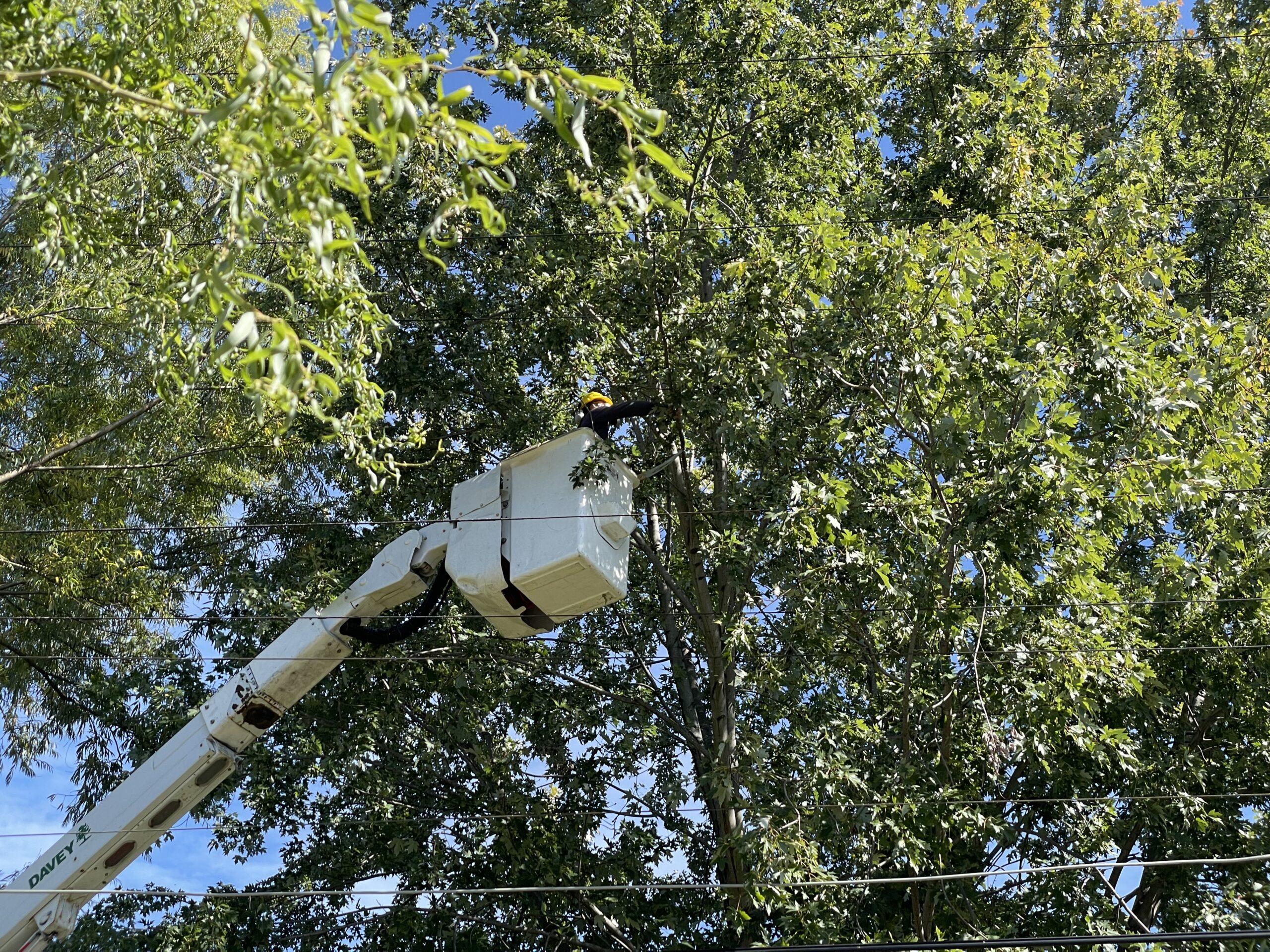 Tree trimmers improve reliability in Detroit neighborhood - Empowering ...