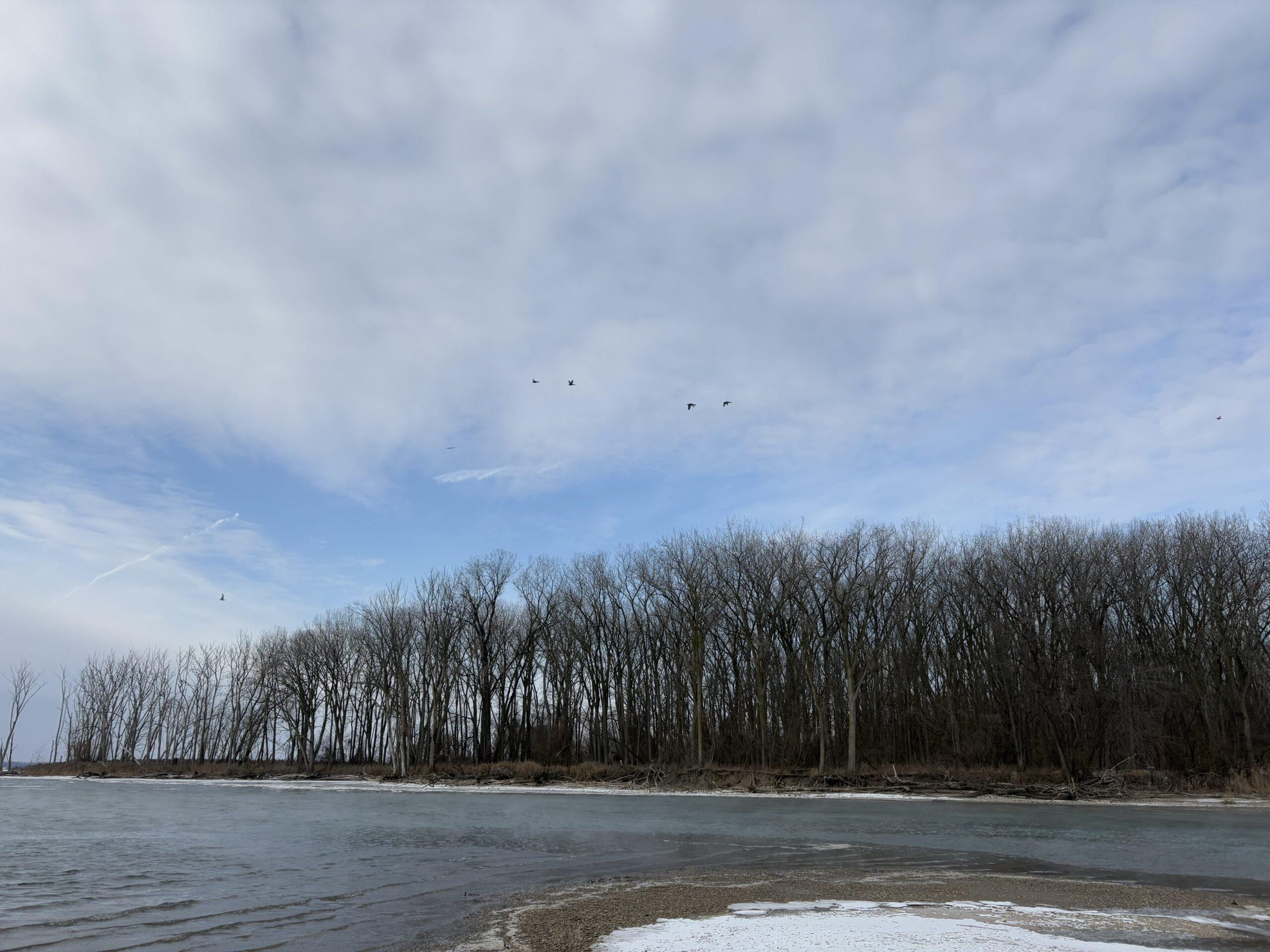 Free bird: Bald eagles ride out winter at Monroe Power Plant ...
