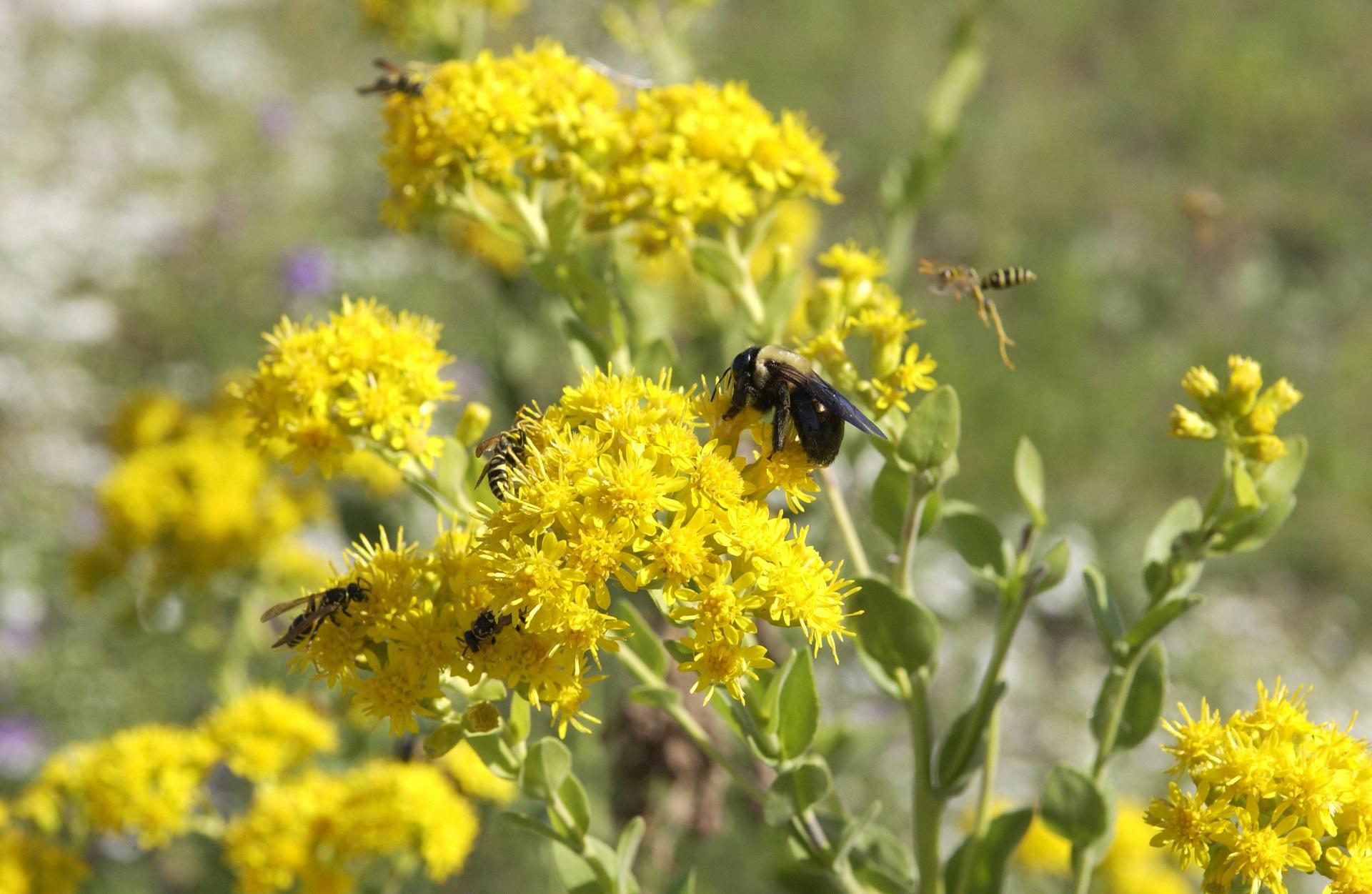 Saving pollinators with solar - Empowering Michigan