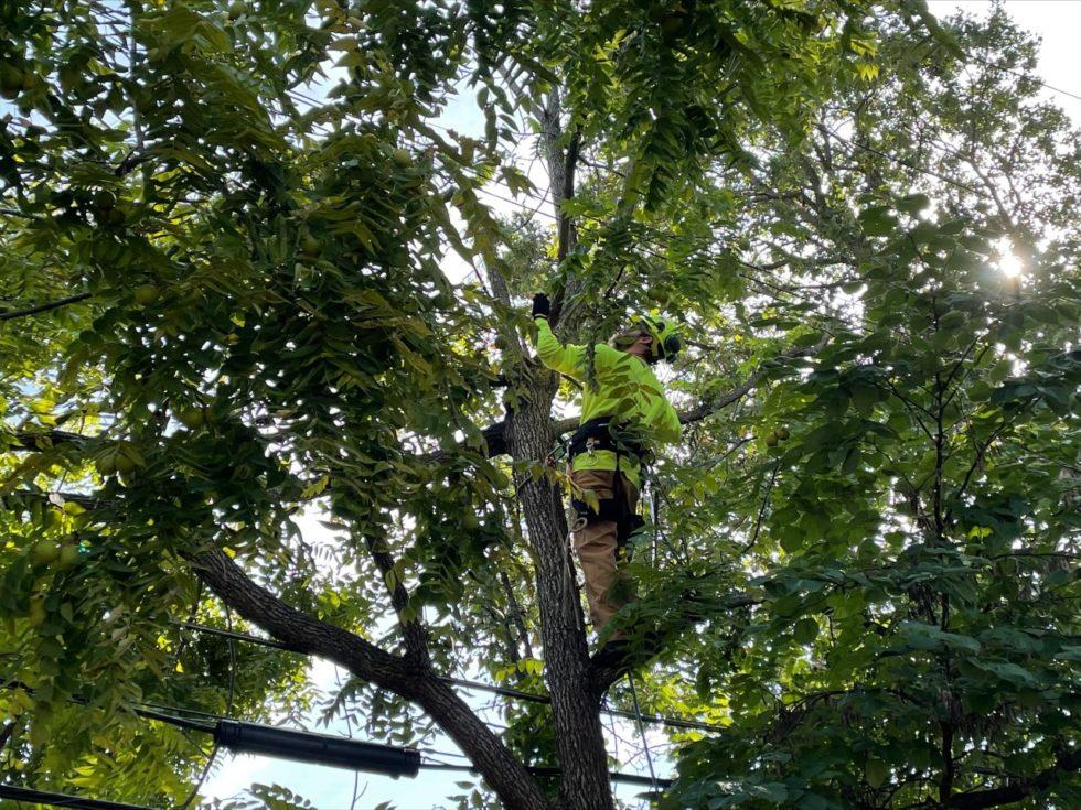 Tree trimming 101: Part 1 - Empowering Michigan
